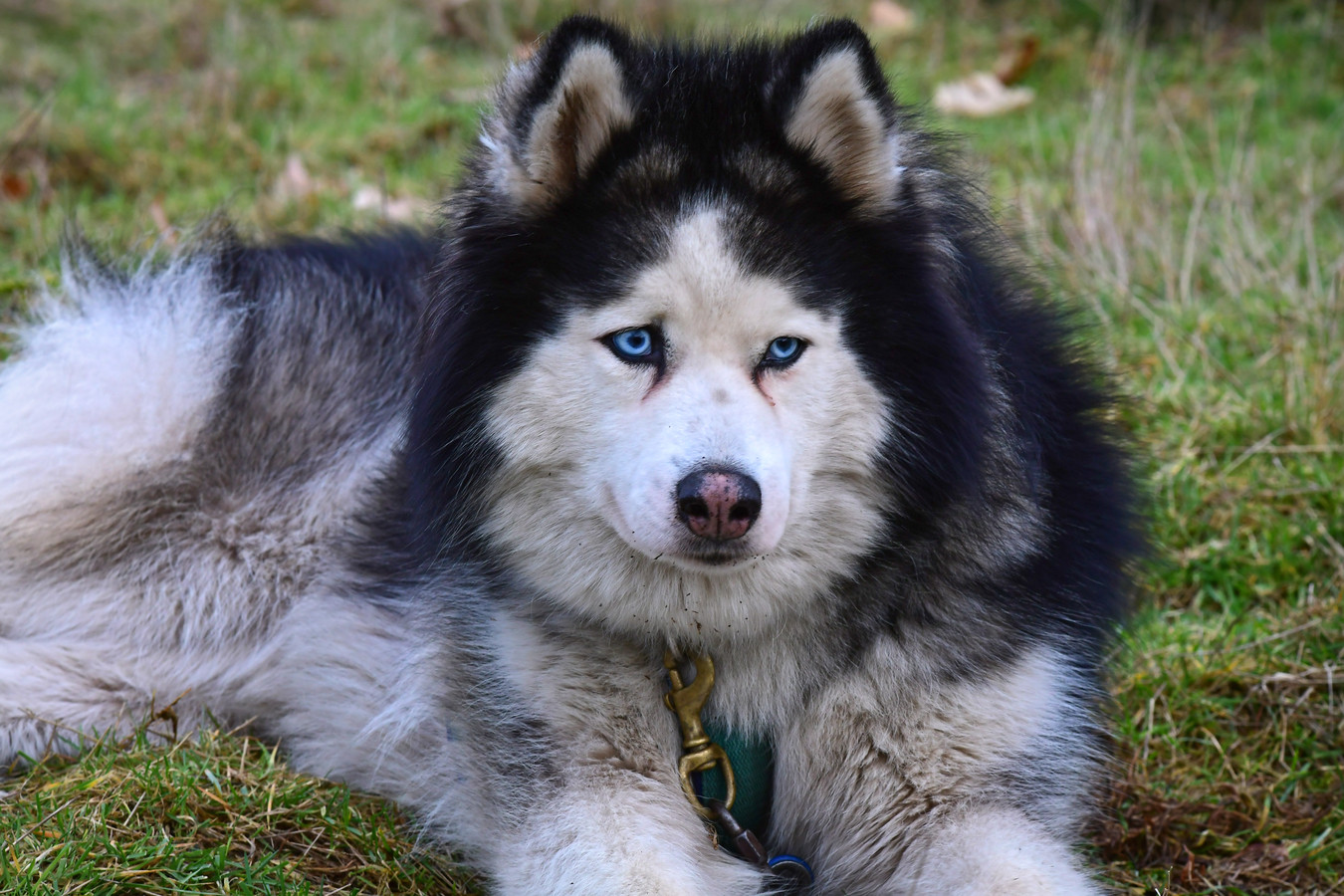 Danny gaat met zijn Siberische Husky Gaia rennen bij het Noorderlicht ...