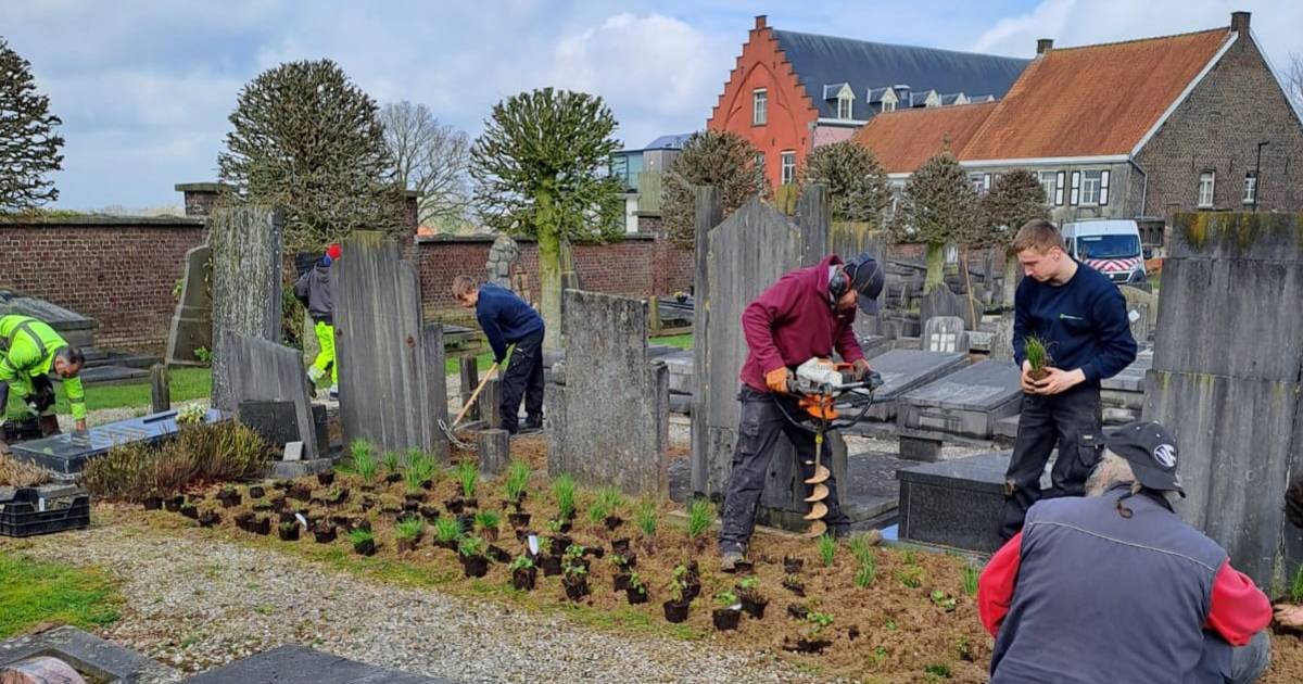 Begraafplaats Edelare wordt groener: 150 vierkante meter bloemenweide ...