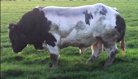 Hedwig Redant overleeft aanval stier | Erpe-Mere | hln.be