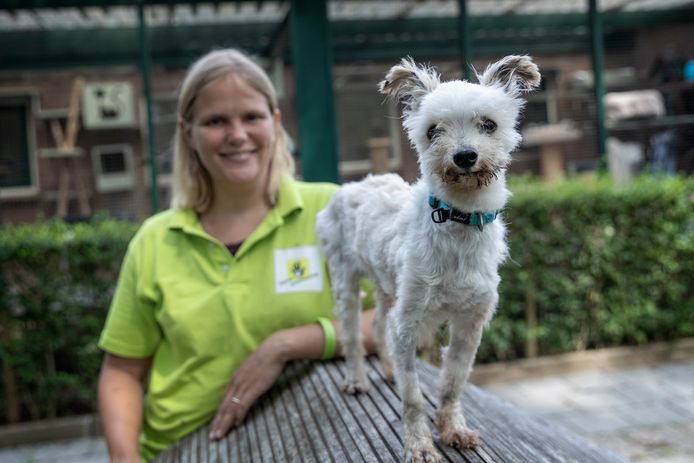 Verwaarloosde hond Rikkie heeft een nieuw thuis: ‘Hij gaat hier veel ...
