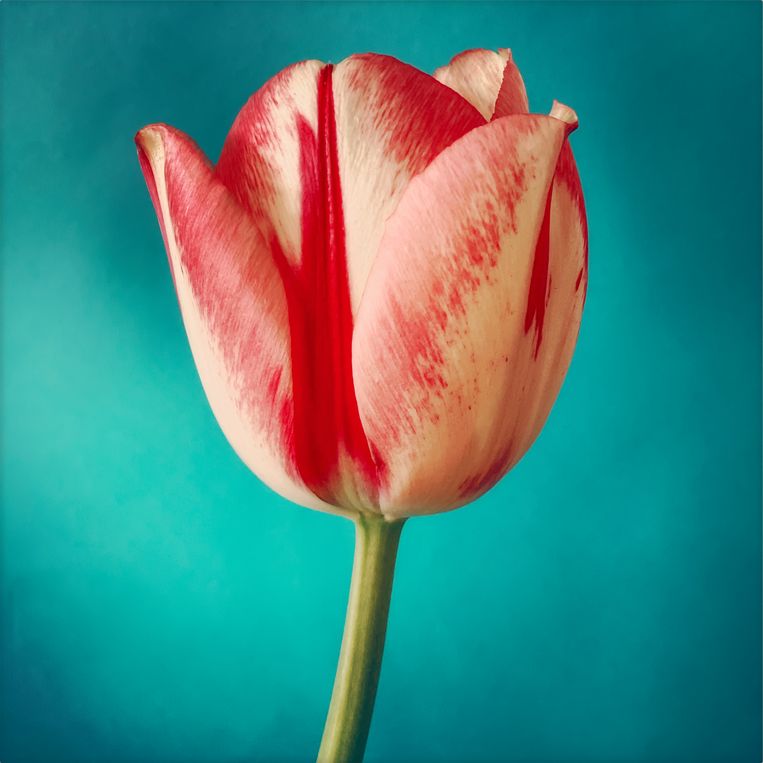 Iedereen staat in de rij voor de tulpen van Theo Dobbe, man met de ...