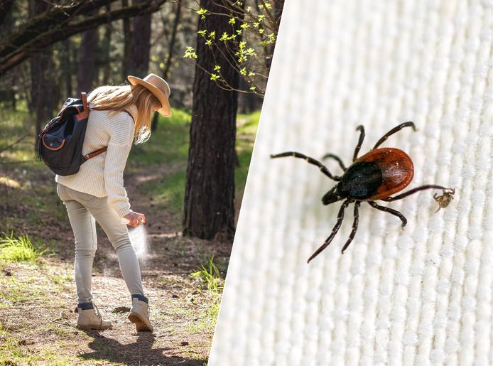 In deze drie provincies heb je de meeste kans op een tekenbeet (en dit ...