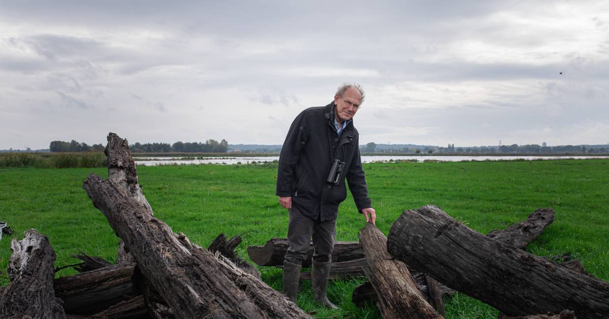 Deze eiken zijn waarschijnlijk de oudste van Nederland: ‘Zeker 7.000 ...