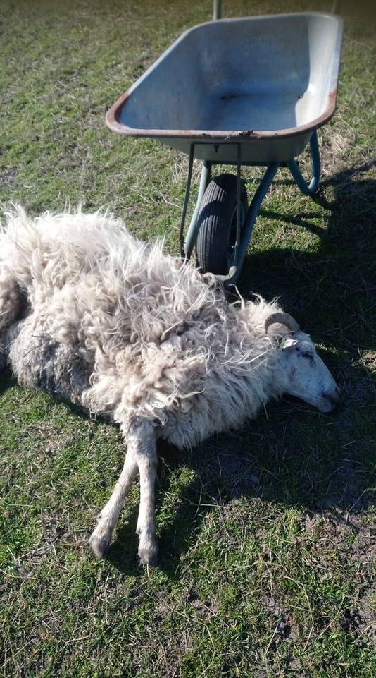 Schaap dood omdat iemand keer op keer schrikdraad uitzet | Zoetermeer ...