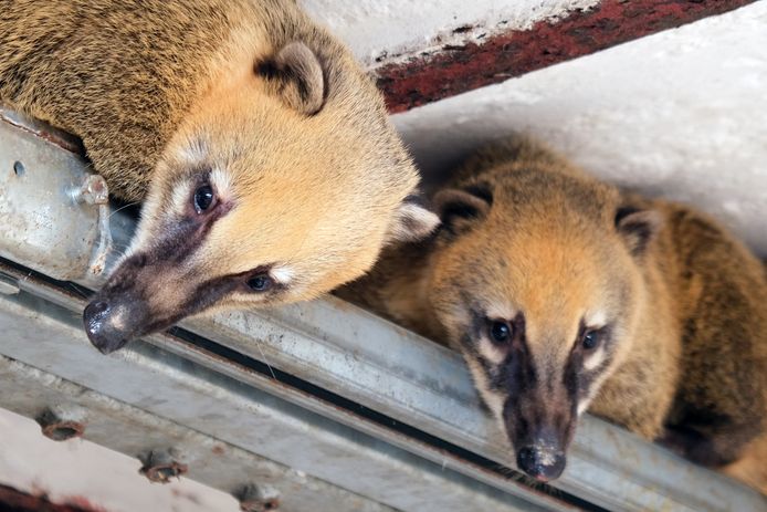 De Zonnegloed geeft 8 rode neusberen onderdak: “Ook in coronatijden ...