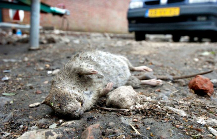 Rattenplaag in Enschedese wijk Twekkelerveld? Bewoners ervaren al jaren ...