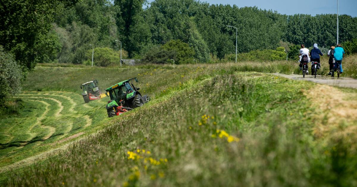 Natuurvriendelijk maaien op de dijk: er blijft altijd een schuilplek ...