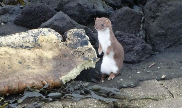 Eindelijk op de foto: wezel bij de Oosterschelde ‘is eens wat anders ...