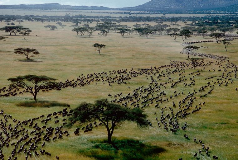 Bevolkingsgroei zet natuurreservaat Serengeti onder druk | De Volkskrant