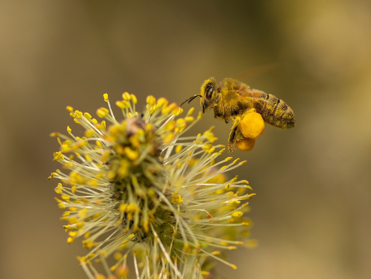 MIJN FOTO | ‘Wees blij met een bij’ | Foto | AD.nl