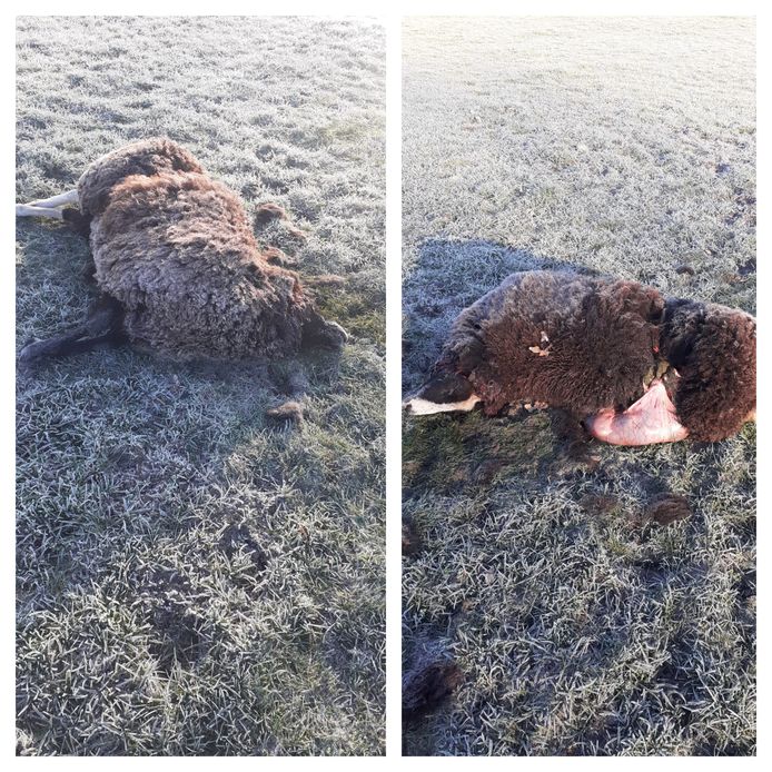 Wolf beet hoog drachtig schaap dood in wei bij Buurserzand: ‘Het schaap ...