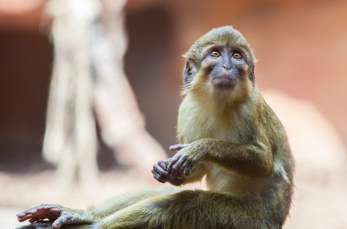 Apenheul laat als eerste dierentuin ter wereld deze apensoort los ...