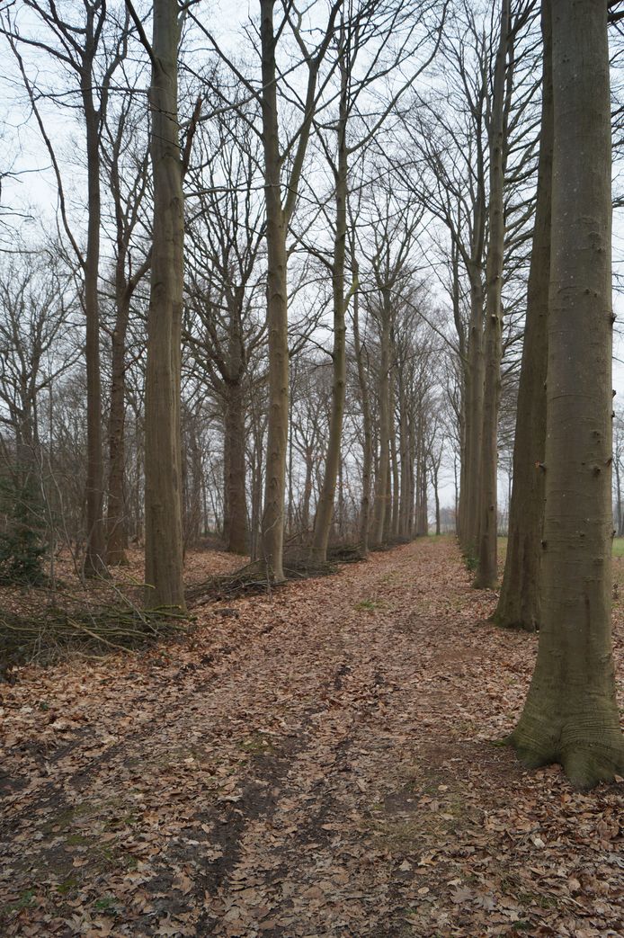 Natuurliefhebber Joseph (84) breidt privébos uit met 3.150 bomen ...