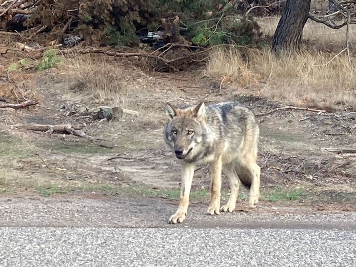 Wolf gaat achter filmende fietser aan op Park de Hoge Veluwe ...