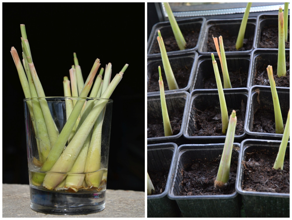 Zo kweek je gember, kurkuma of zoete aardappel in je eigen tuin | Foto ...