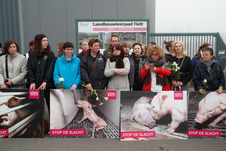 Na de schokkende beelden: slachthuis Tielt zet deuren open voor publiek