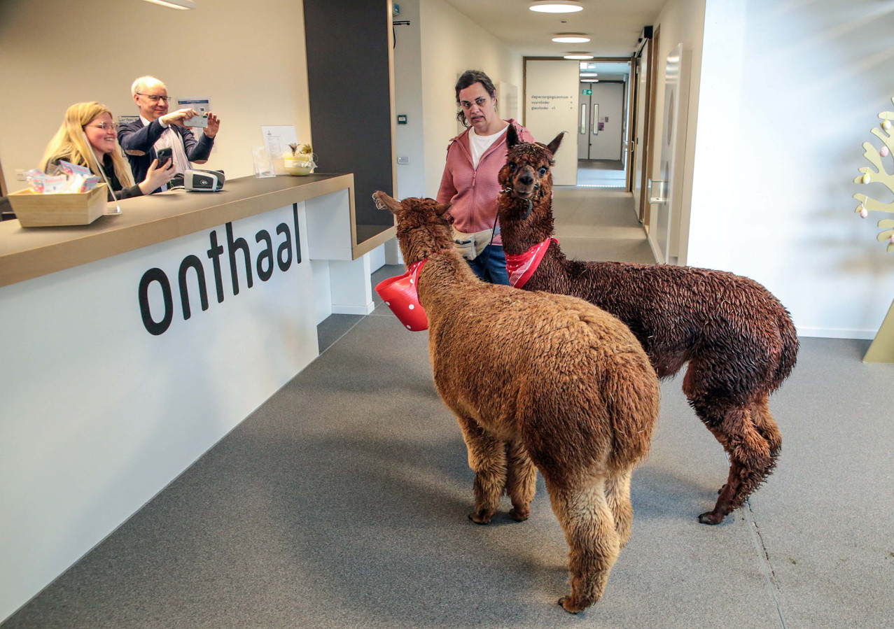 IN BEELD Alpaca’s brengen bezoekje aan wzc De Vlinder: “Zo zacht, zeg ...