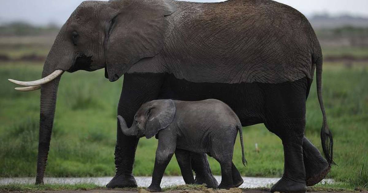 Olifant geeft stroper koekje van eigen deeg | Dieren | hln.be