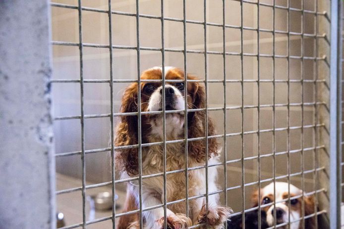 Vlamingen dumpen hun coronahuisdier in het asiel: “Een dier wordt meer ...
