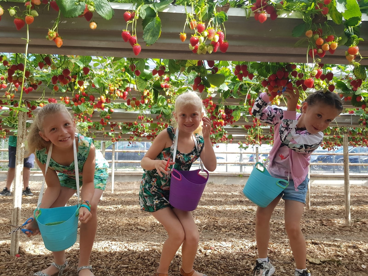 Niks te doen in de zomervakantie? Ga zelf je eigen fruit oogsten bij ...
