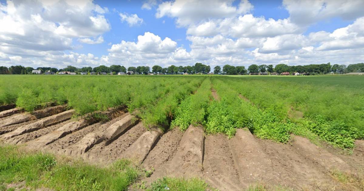 Tijd voor asperges: fietsen langs aspergevelden in Kinrooi | Kinrooi ...