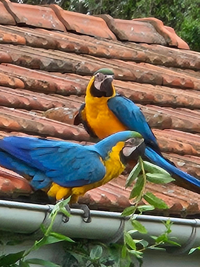 Dit zijn ara’s Charlie en Rosa, de mascottes van Oud-Turnhout: “Via ...