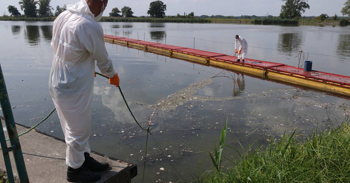 Poolse regering kondigt onderzoek naar giftige algen in de Oder aan ...