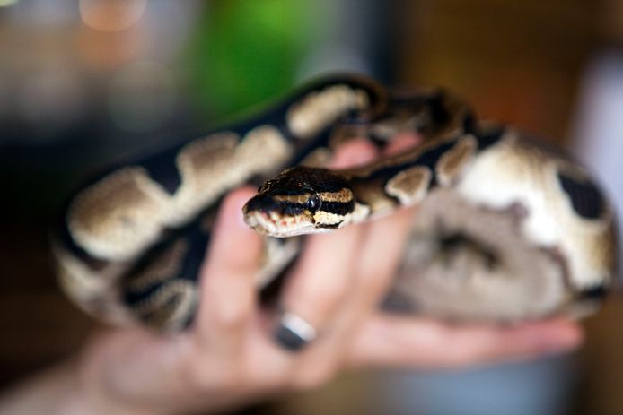 Python vermist in Hengelo | Hengelo | tubantia.nl