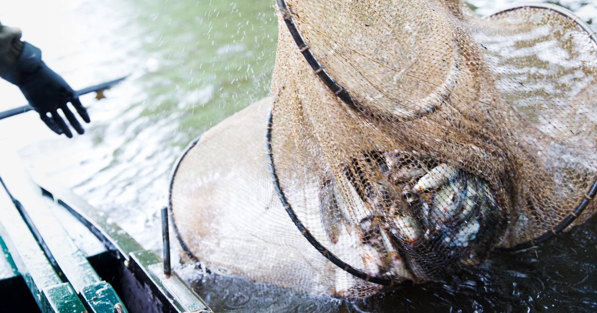 Fuiken van visserijbedrijf duiken op bij verboden plek in natuurgebied ...
