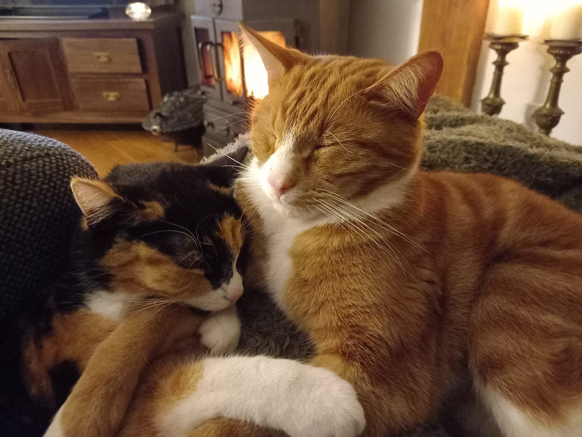 Dit zijn jullie inzendingen van de leukste katten op Wereldkattendag 2023 | Foto | AD.nl