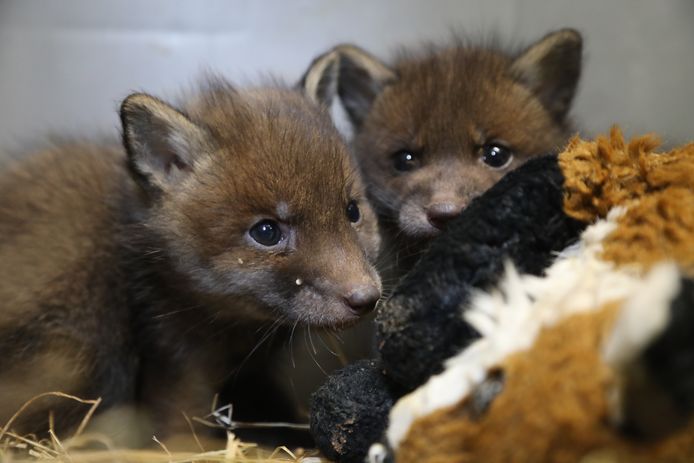 Jonge vosjes en dasje aangekomen in het Natuurhulpcentrum: “Maar de ...