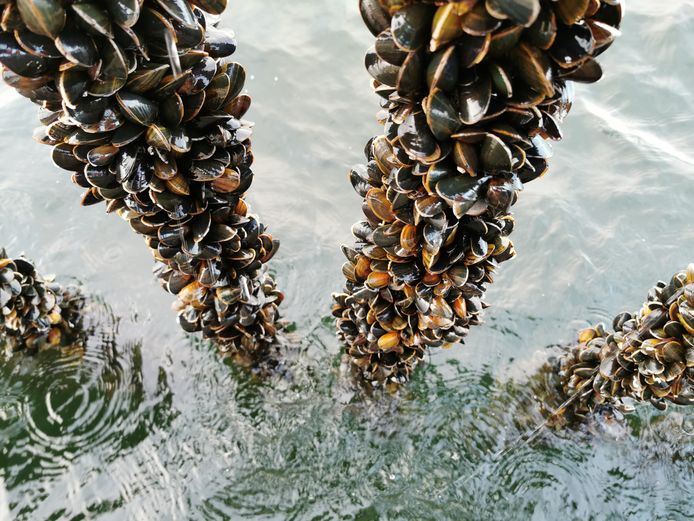 Tweede Kamer maakt kweek mosselen voor de Zeeuwse kust mogelijk. ‘Ik ...