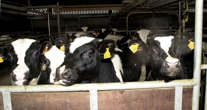 Tubbergse kalverslachterij heeft week extra voor bezwaar tegen dwangsom ...