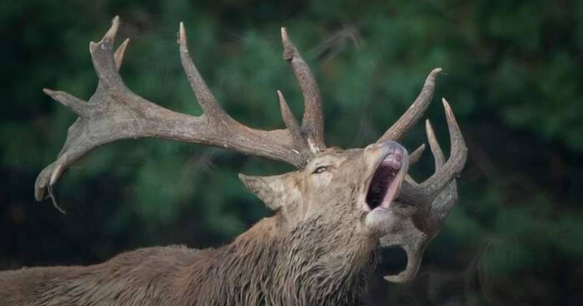 NK Burlen: herken jij het échte burlende hert? Test het hier! | Veluwe ...