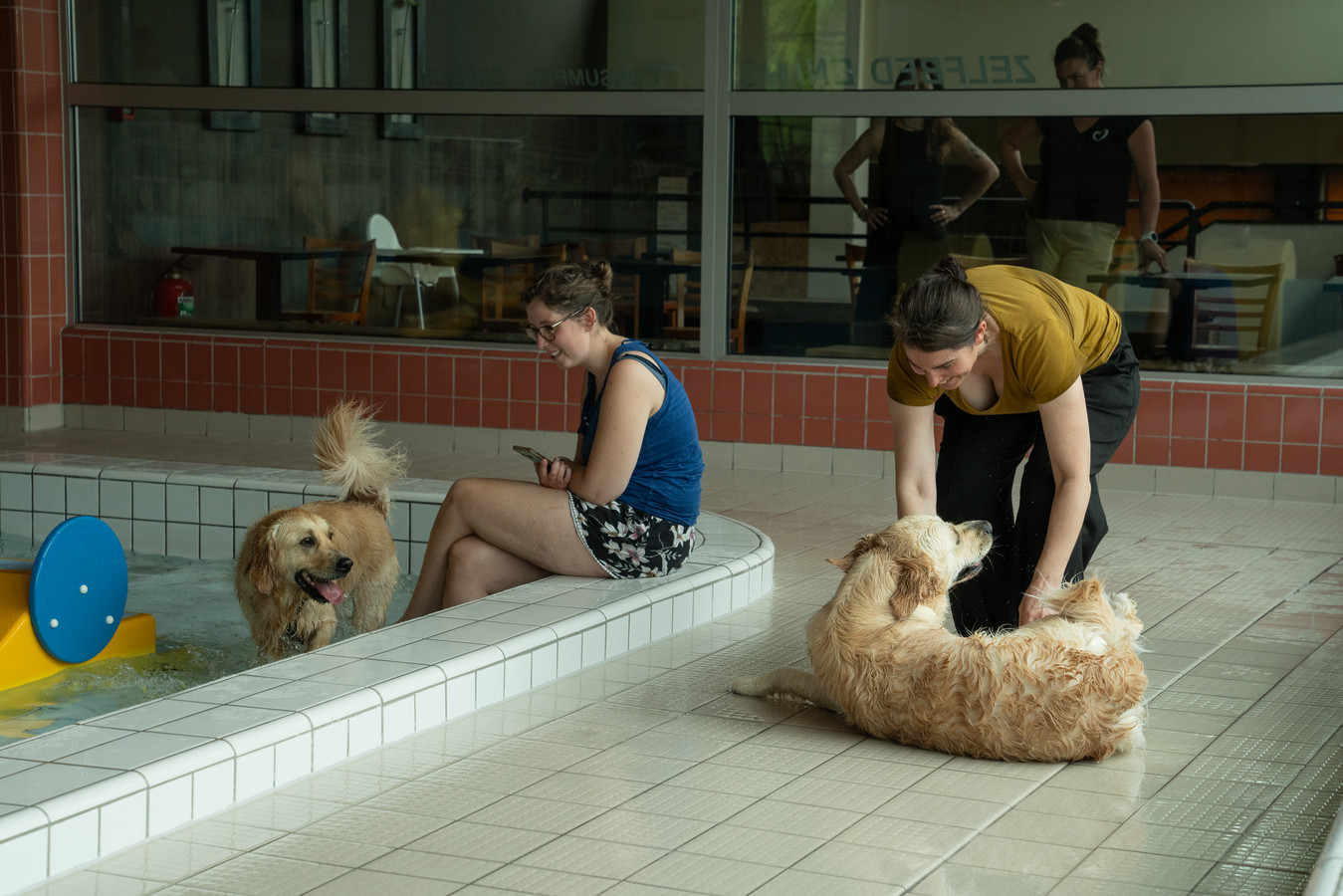 KIJK. Zwembad Merksem sluit de deuren... maar eerst mogen honden nog ...