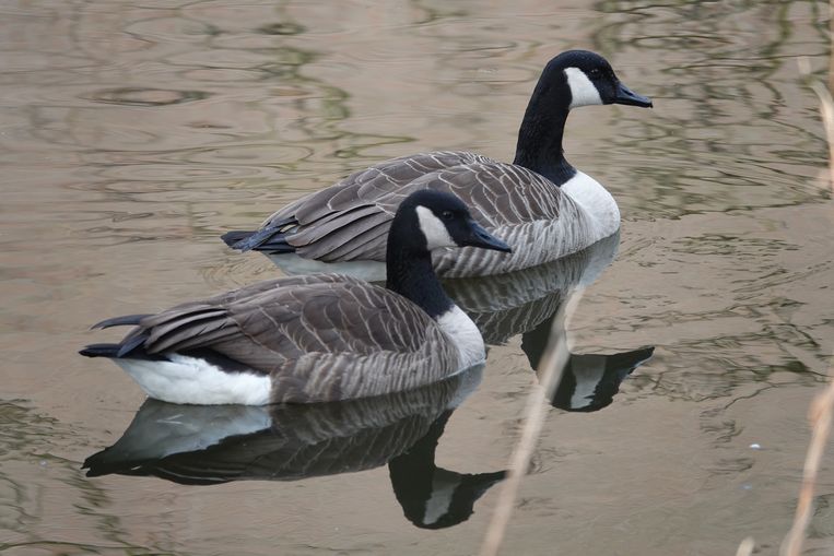 Now that the goose is doing well, the hunt is on again – Archyde