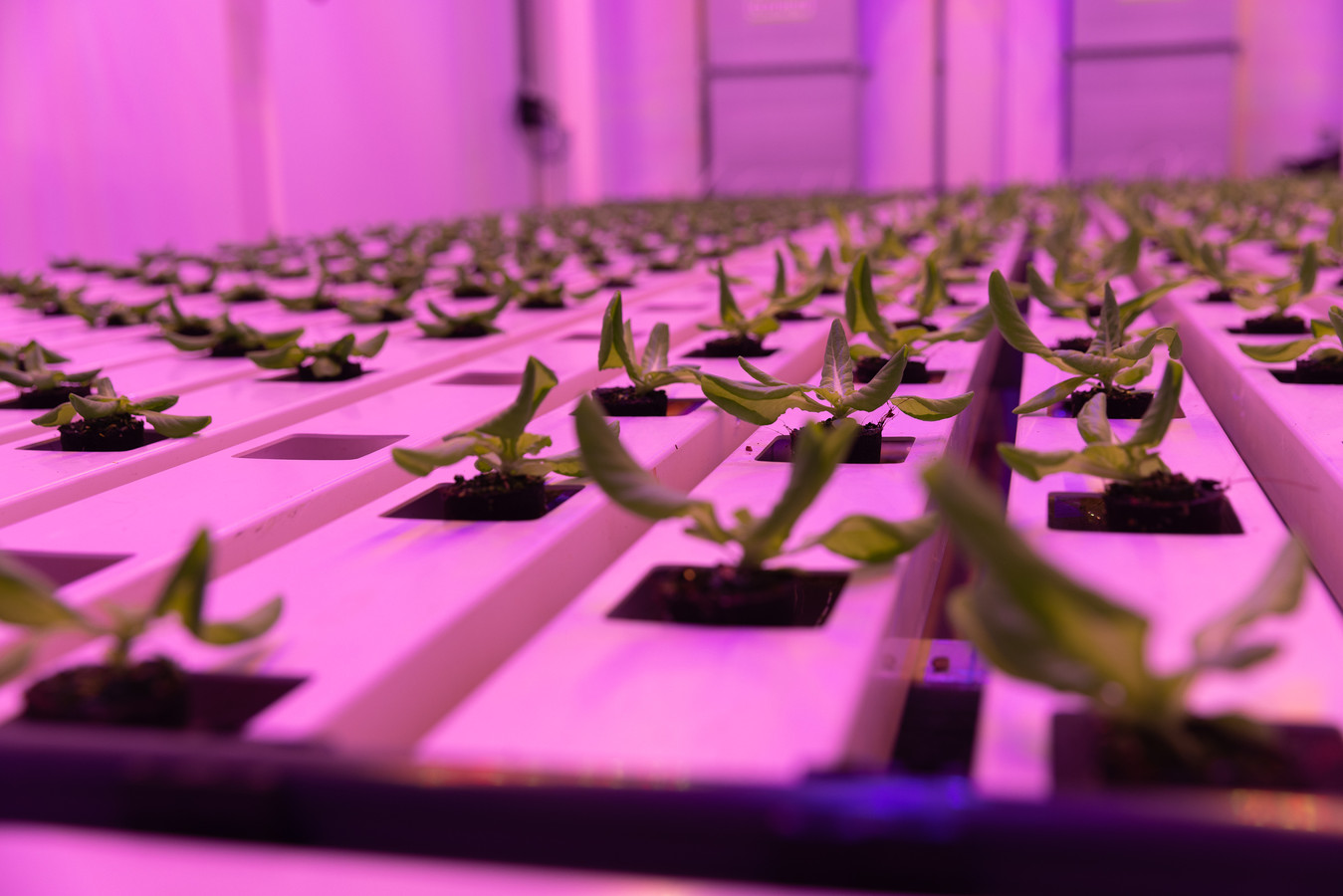 Unieke samenwerking Certhon en DENSO: ‘Zij brengen robots en data in ...