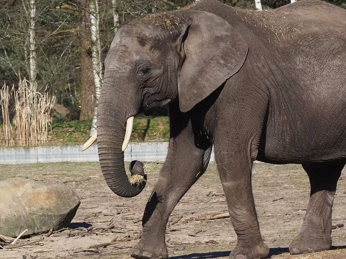 Nieuw mannetje Yambo doet stévig zijn best: drie drachtige olifanten in Safaripark Beekse Bergen ...