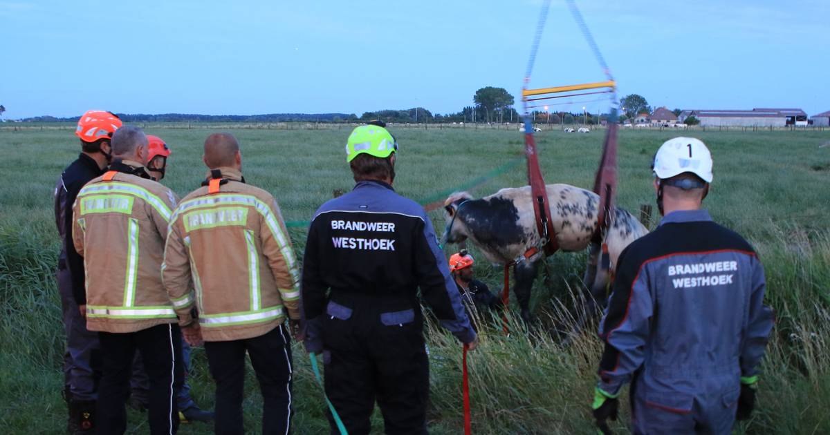 Brandweer redt koe uit beek in Leffinge | Middelkerke | hln.be