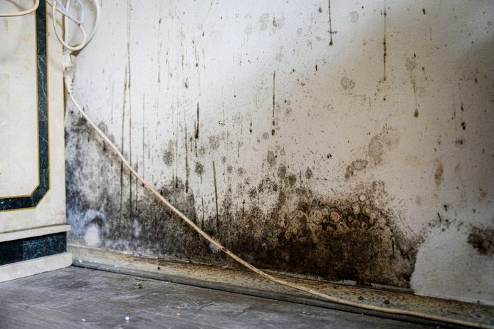 Schimmel in Enschedese huurhuizen: BurgerBelangen start meldpunt voor ...