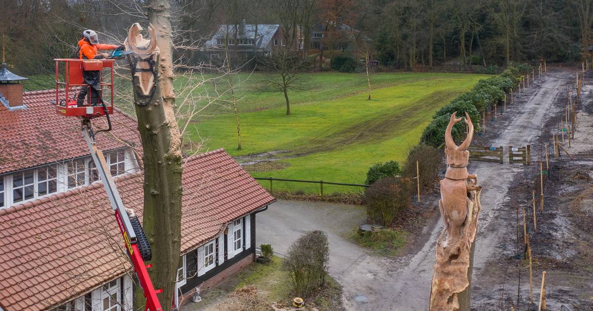 Indrukwekkend: hoe Sander Boom van deze oude boom in Vierhouten een ...