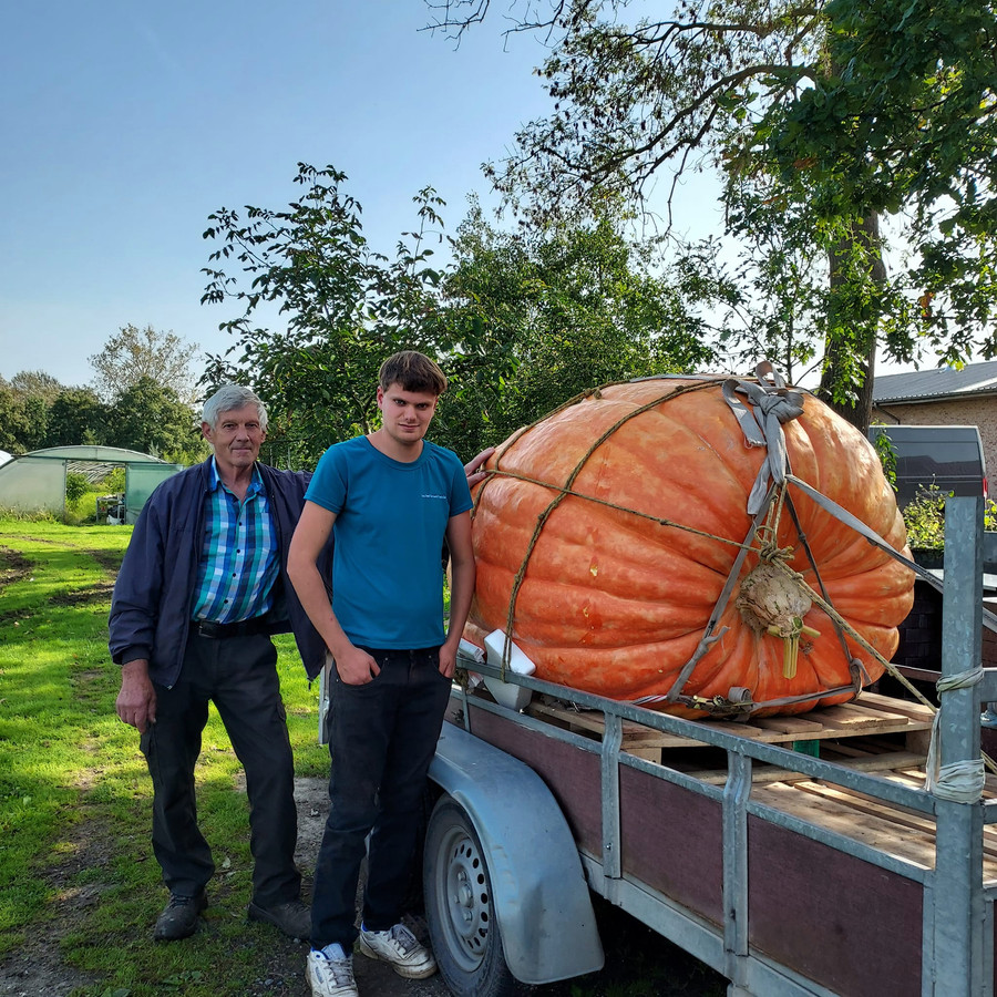 Beau (22) kweekt zwaarste pompoen van het Waasland: “Pit voor vrucht ...