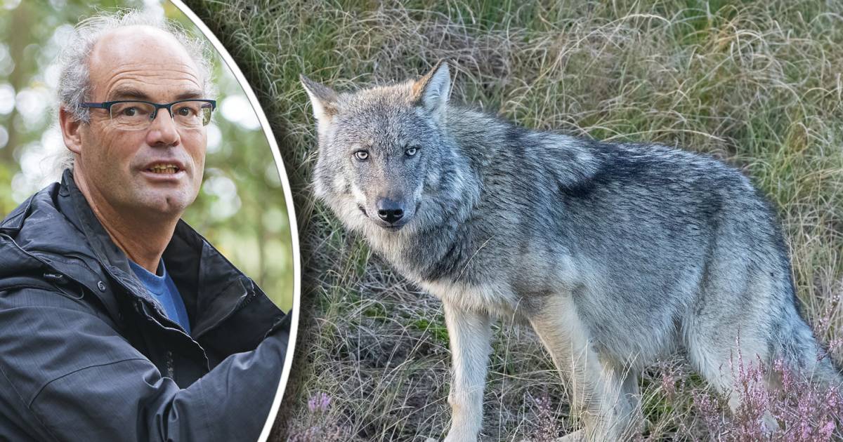 Wat Moet Je Doen Als Je Oog In Oog Komt Te Staan Met Een Wolf ‘de Hond