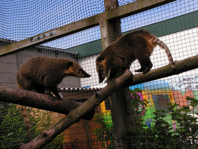Dierenpark Marknesse Meerzoo mag exotische dieren opvangen | Flevoland ...