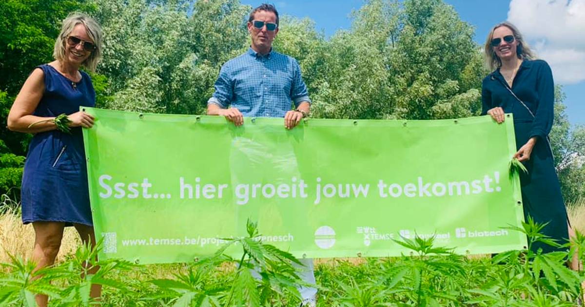 Gemeente Temse en Cordeel Group planten industriële hennep: “Sssssst ...