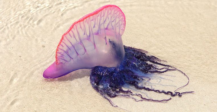 Giftige 'kwallen' gespot voor de kust van Ibiza, Menorca en Mallorca