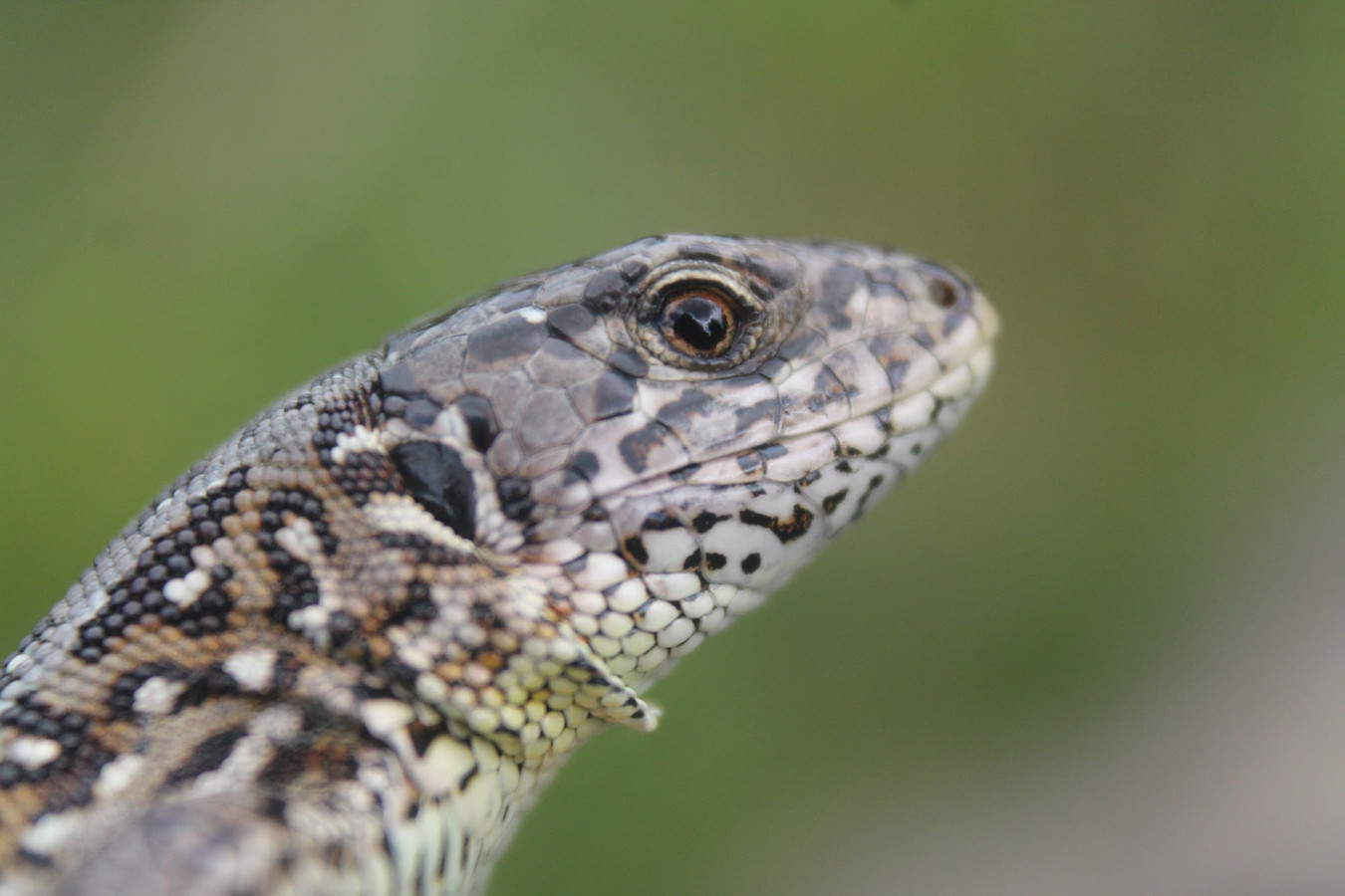 Tilburgse mountainbikers moeten blokje om voor levendbarende hagedis ...