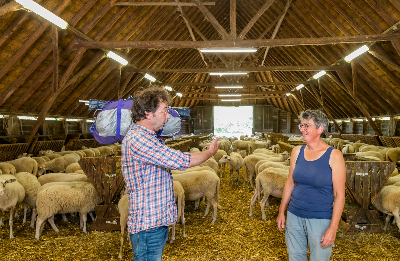 De schaapskooi: waar de romantiek van de herder genadeloos wordt ...
