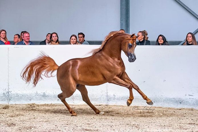 De Vrienden van het Arabisch Paard zamelen 15.000 euro in voor De ...