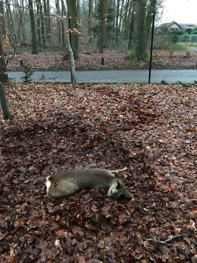 Marcel moet binnen een week twee reetjes afschieten die waren opgejaagd ...